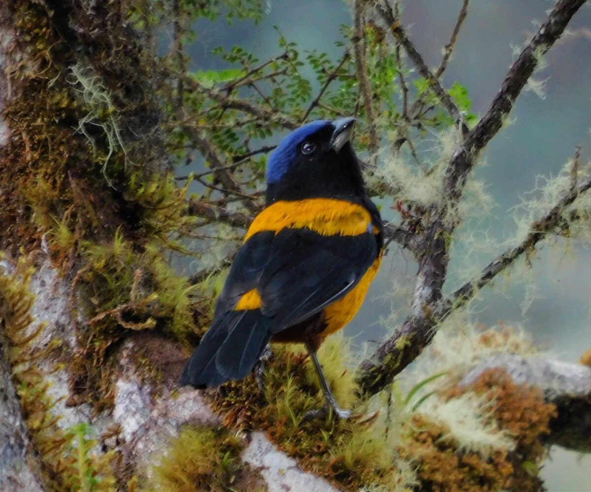 BEST OF CENTRAL PERÚ BIRDS - South Birding Peru
