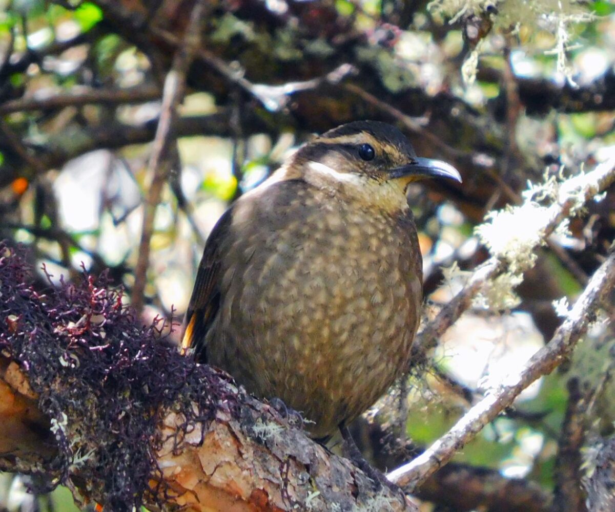all tours - South Birding Peru