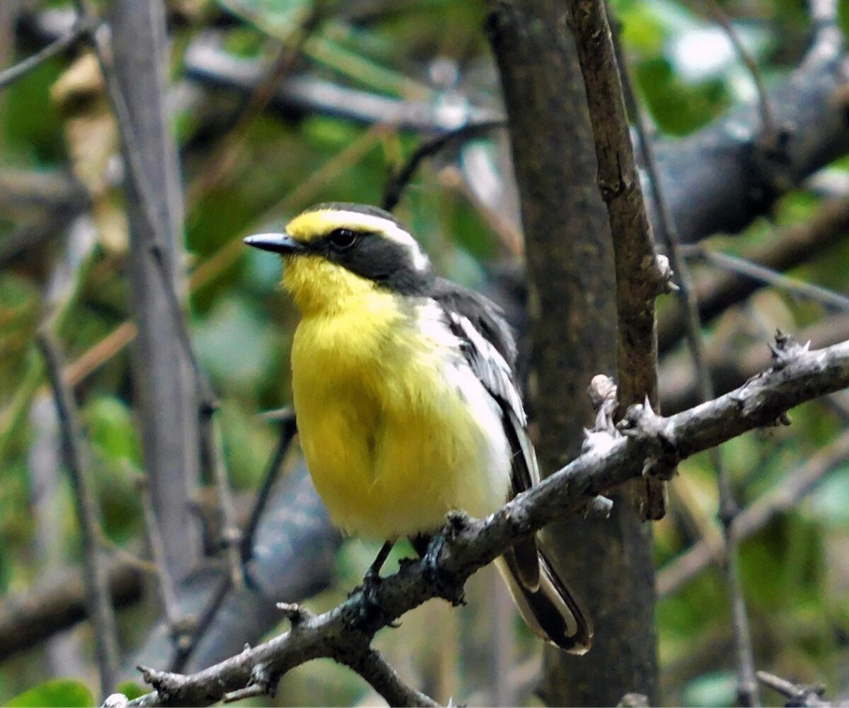 NORTHERN BIRDING PERU & TUMBESIAN SPECIALTIES