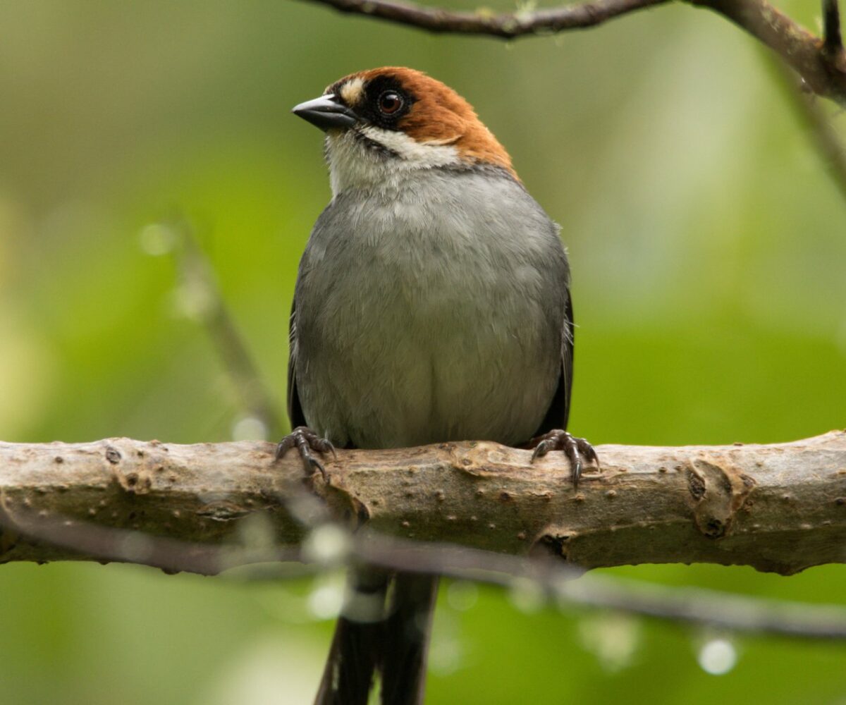 APURIMAC VALLEY SPECIALTIES & CUSCO ENDEMICS – HARD-CORE BIRDING ...